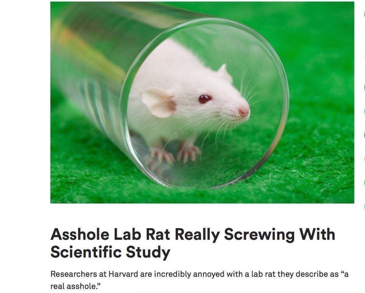 Lab Rat Turns Out To Be A Master Troll - Funny Gallery | eBaum's World